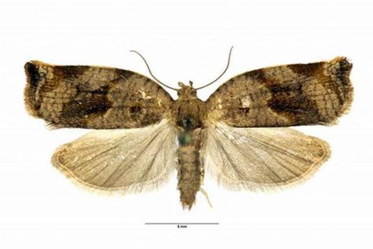 百合双斜卷叶蛾_百度百科