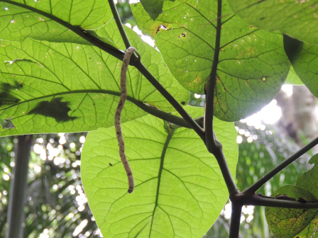 Piper cernuum_百度百科
