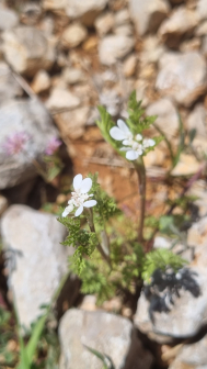 Orlaya daucoides_百度百科