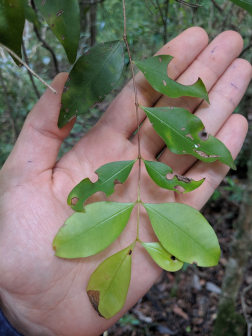 Gossia punctata_百度百科
