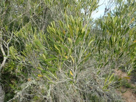 Olea exasperata_百度百科