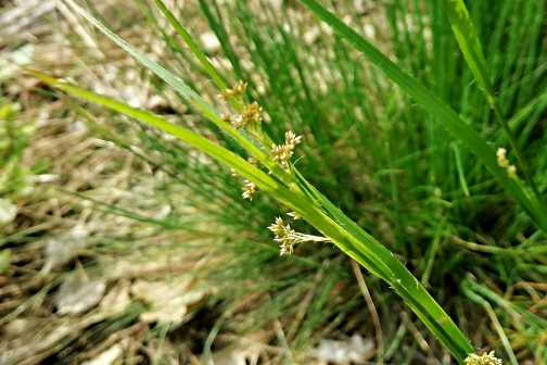 Luzula luzuloides_百度百科