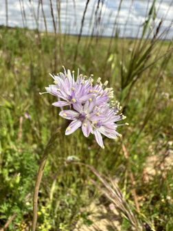 Allium howellii_百度百科