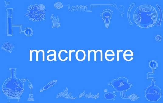 macromere_百度百科
