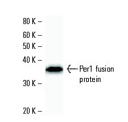 Per1基因_百度百科