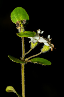 Mentha cunninghamii_百度百科