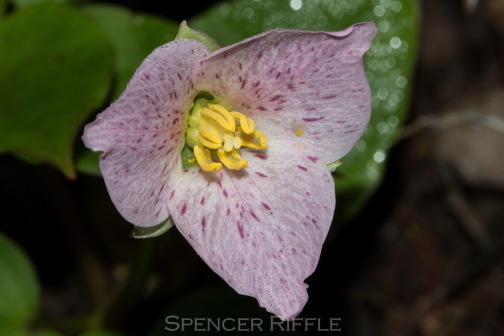 Pseudotrillium rivale_百度百科