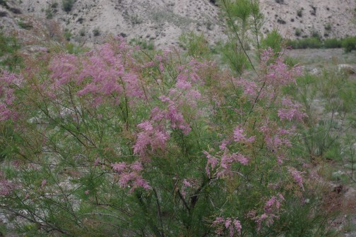 Tamarix meyeri_百度百科