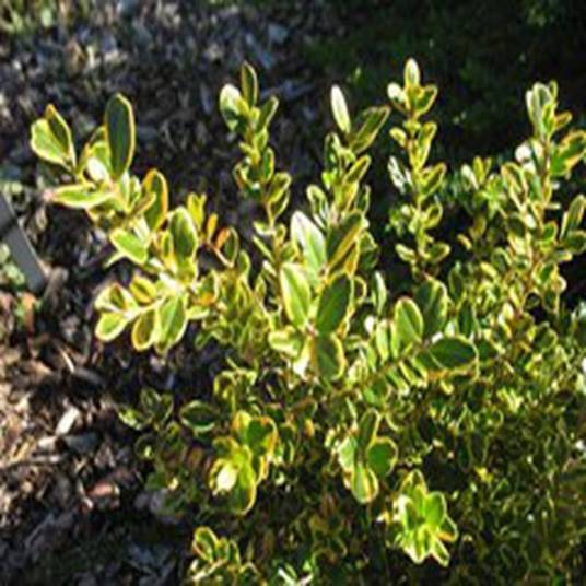Buxus microphylla 'Peergold' GOLDEN DREAM_百度百科