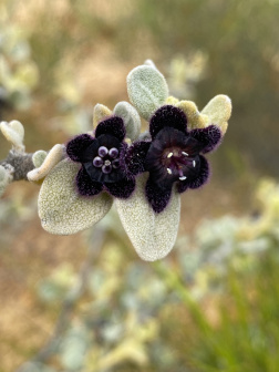Anthotroche walcottii_百度百科