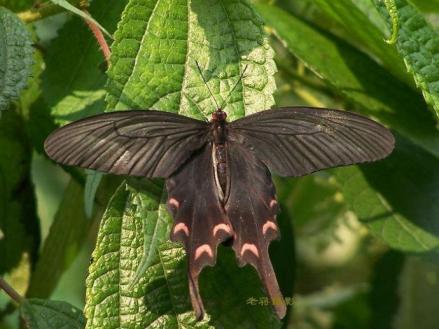 凤蝶科_百度百科