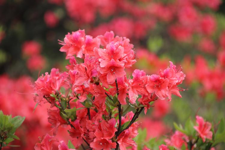 映山红看似很普通，其实它也是受保护的“三有”野生植物_百科TA说