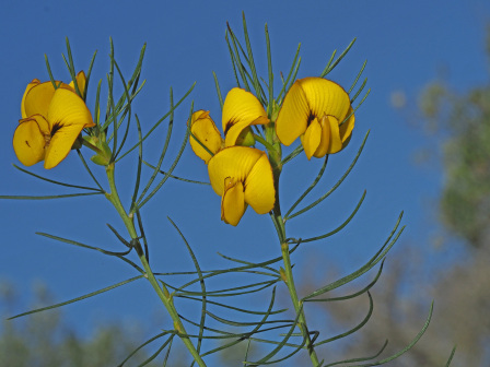 Cyclopia maculata_百度百科