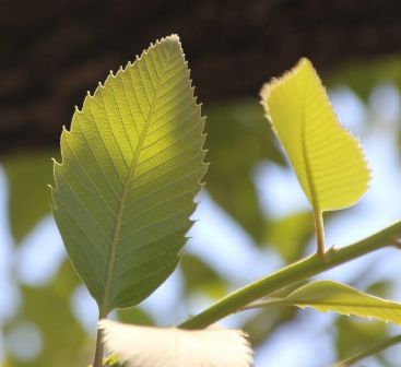 Quercus brantii_百度百科