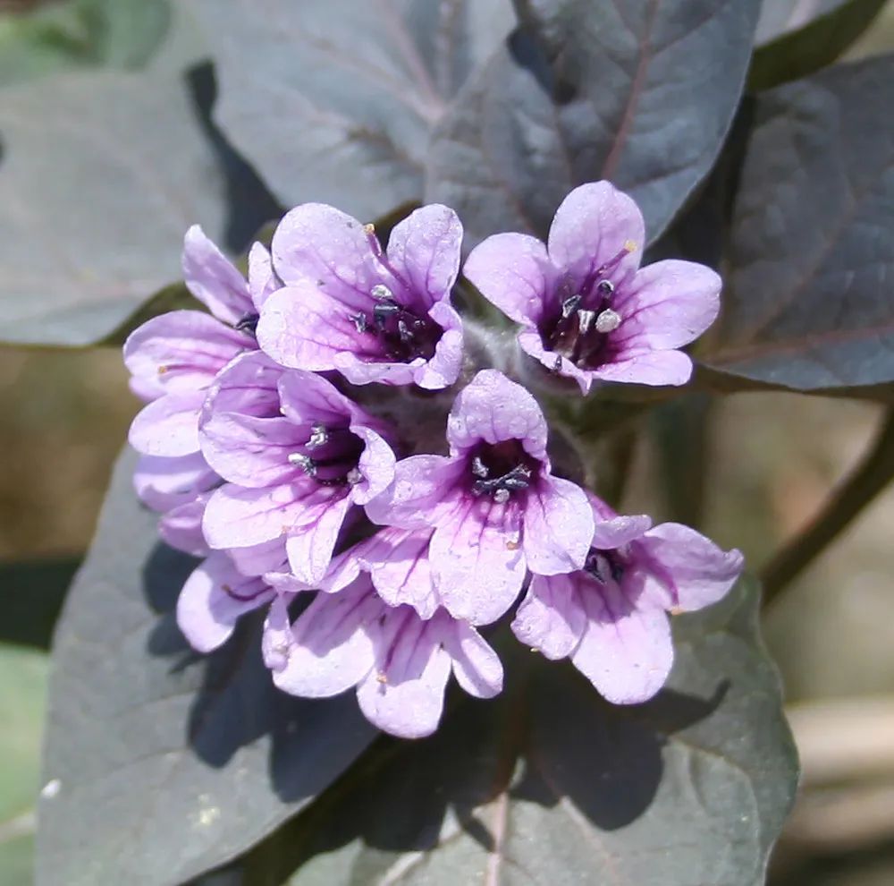 泡囊草 Physochlaina physaloides_百科TA说