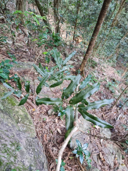 Atalaya multiflora_百度百科