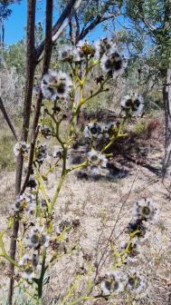 Stirlingia latifolia_百度百科