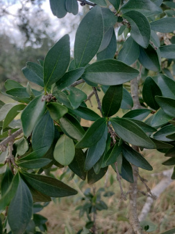 Strychnos decussata_百度百科