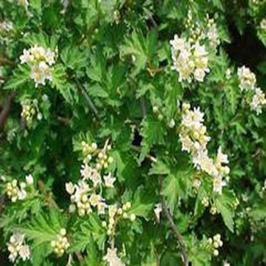 Stephanandra incisa 'Crispa'_百度百科