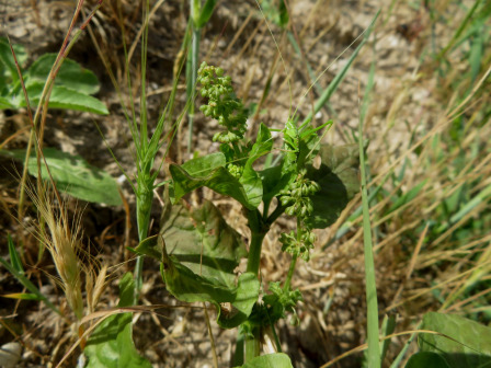 Rumex spinosus_百度百科
