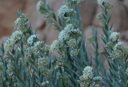 Solenostemma oleifolium_百度百科