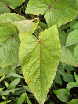 Rumex abyssinicus_百度百科