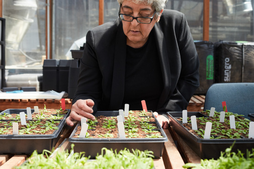 Joanne Chory_百度百科