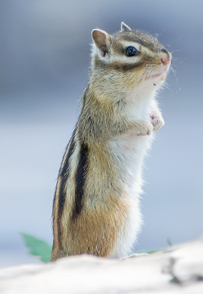 小鼷鹿：是鼠是鹿还是兔？_百科TA说