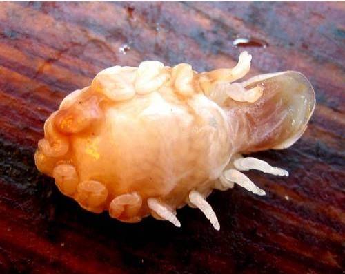 鱼怪（寄生虫）_百度百科