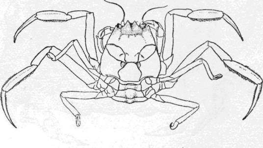 聪明关公蟹_百度百科