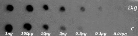 非放射性Dig-dUTP_百度百科