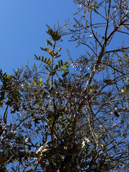 Bowdichia virgilioides_百度百科