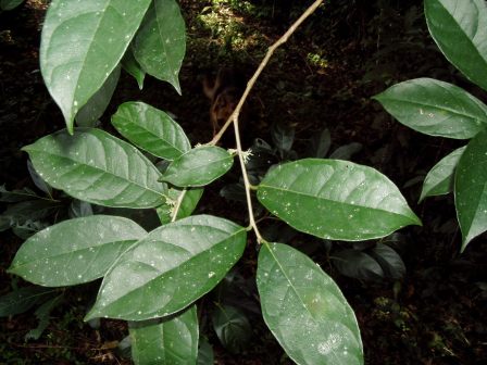 Trophis racemosa_百度百科