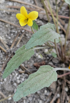 Viola pinetorum_百度百科