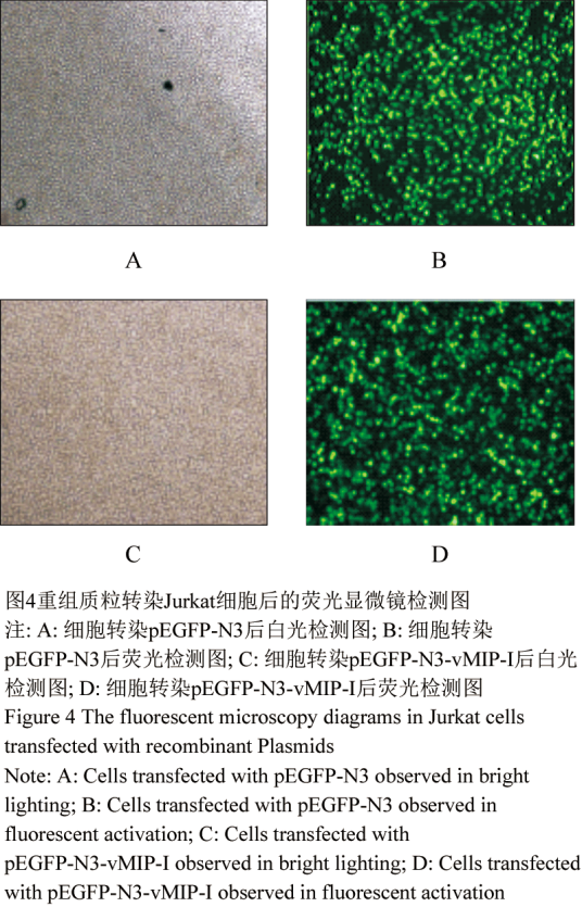 jurkat细胞_百度百科