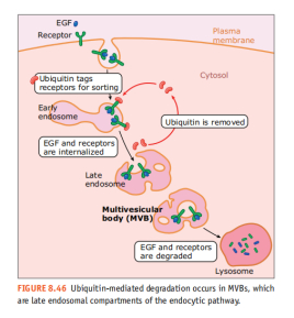 MVB（细胞生物学词汇）_百度百科