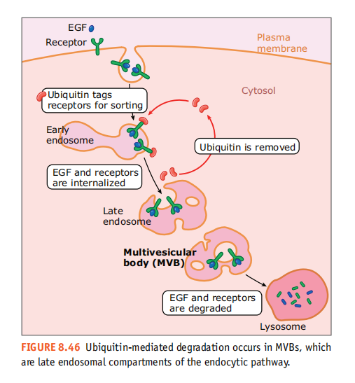 MVB（细胞生物学词汇）_百度百科