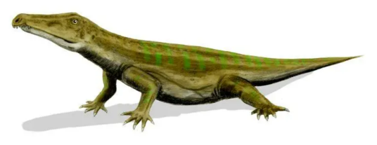 古鳄科_百度百科