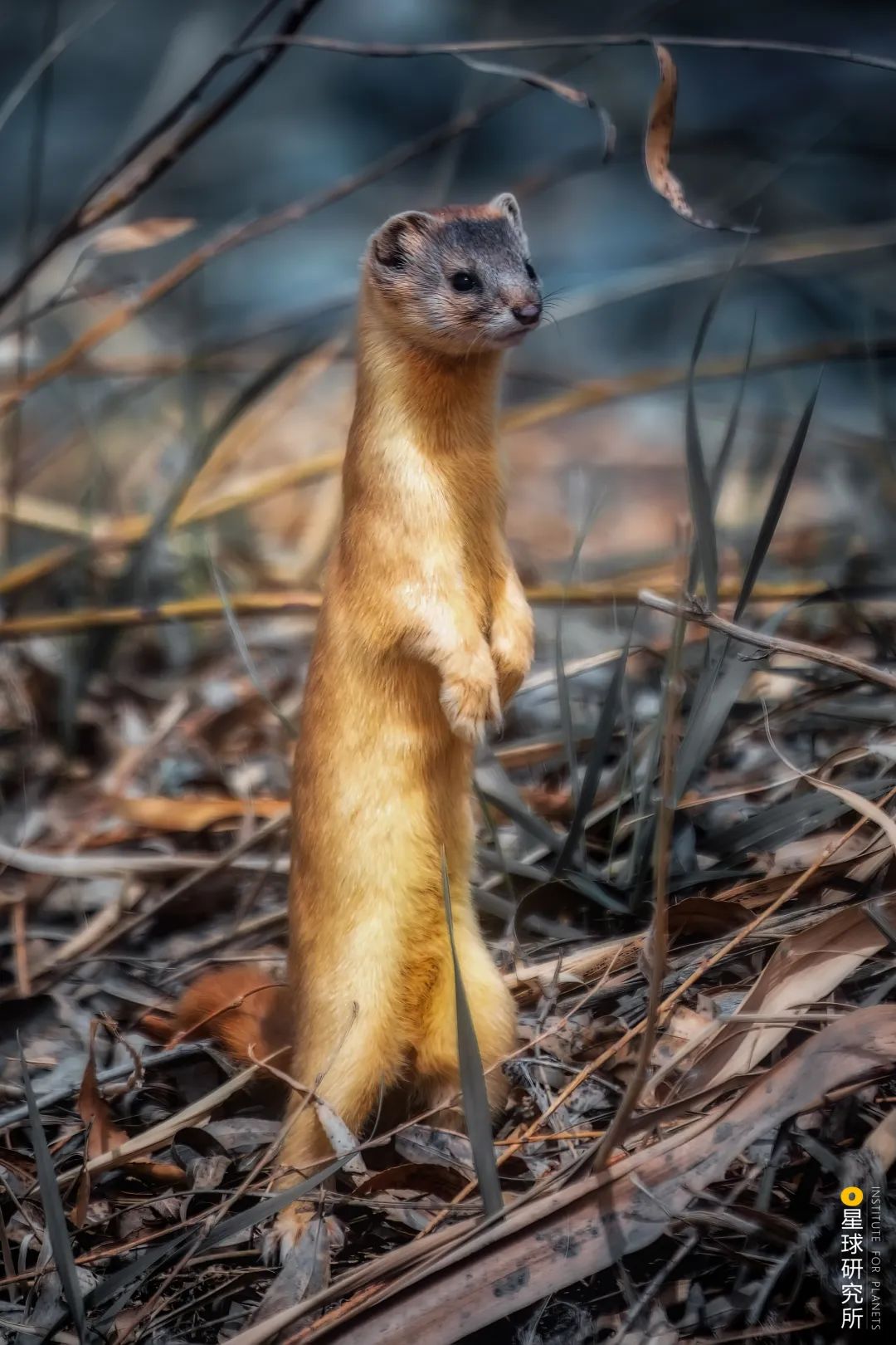 “不疯魔不成活”！鼬鼬们如何演化出你想象不到的“软实力”？_百科TA说