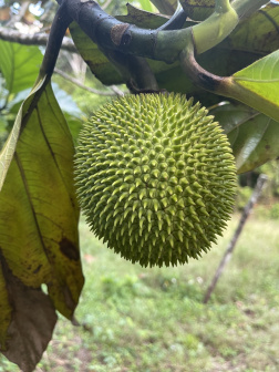 Artocarpus camansi_百度百科