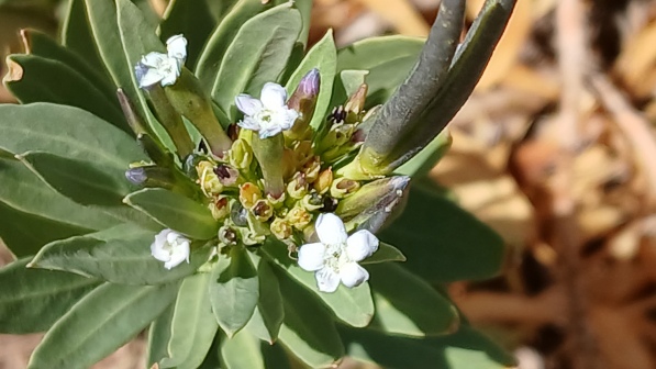 Rhazya stricta_百度百科