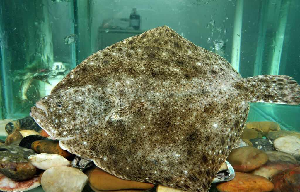 “多宝多福”的多宝鱼，中国人用“蒸”的方式使这外来鱼具有中国_百科TA说