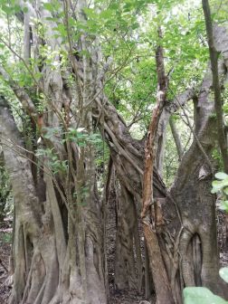 Ficus cotinifolia_百度百科
