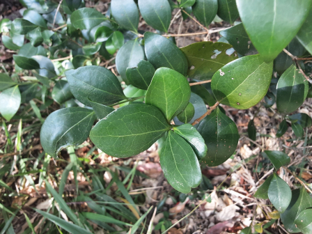 Strychnos decussata_百度百科