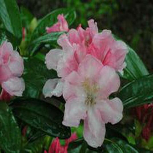 Rhododendron 'Yaku Prince'_百度百科