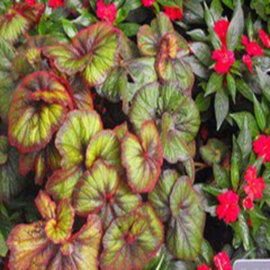 Begonia 'Curly Fireflush'_百度百科