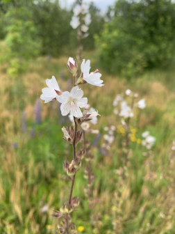 Sidalcea campestris_百度百科