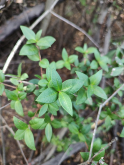 Ugni molinae_百度百科