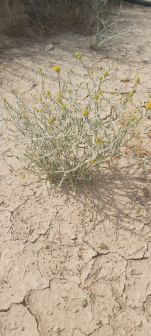 Rhanterium epapposum（菊科外包菊属植物）_百度百科