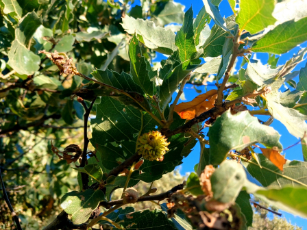 Quercus brantii_百度百科